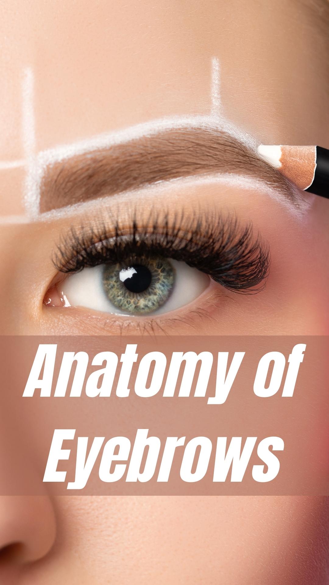 Are Eyebrows A Body Part - Fitness Beauty Art