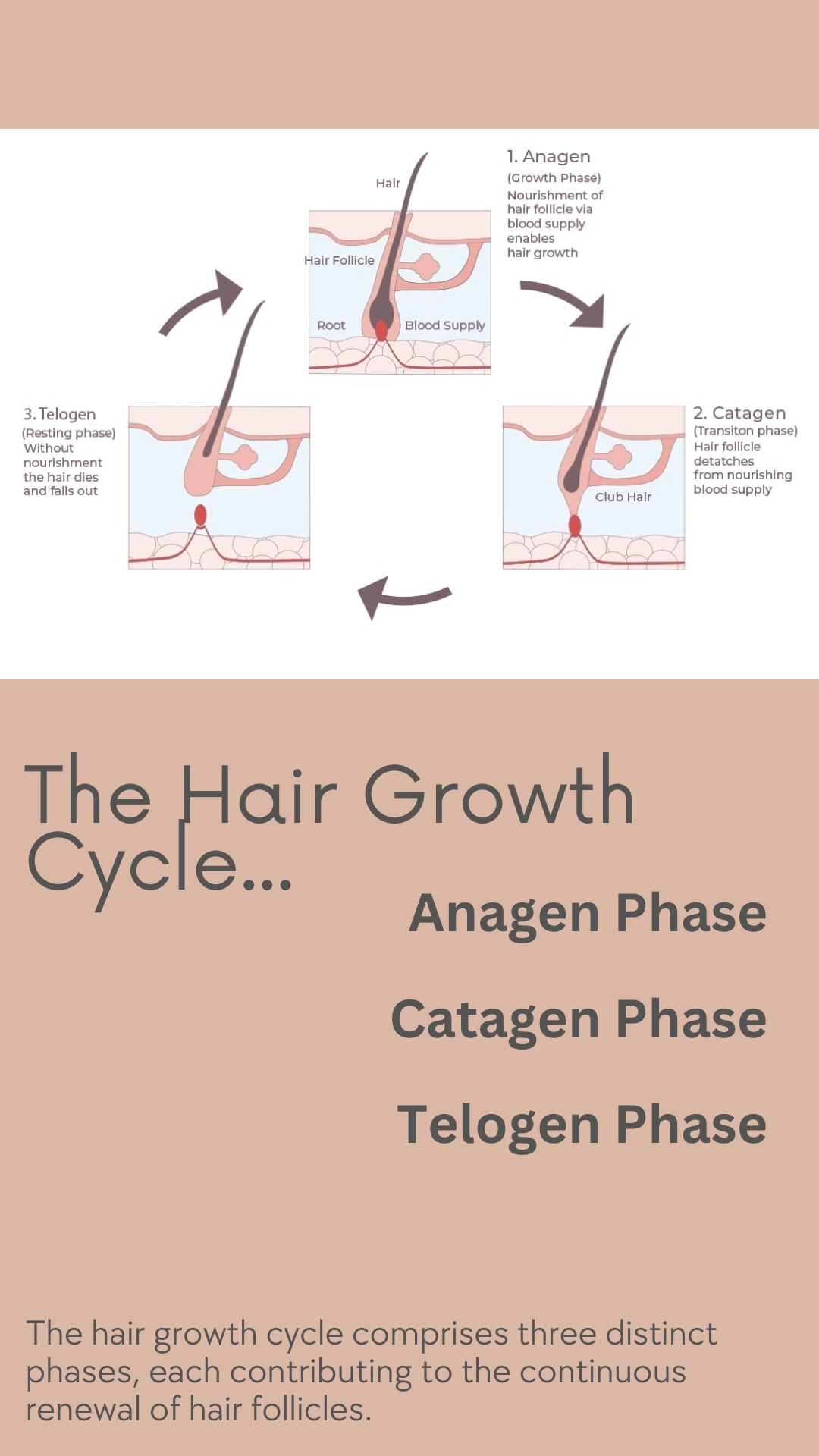 Why Eyebrows Grow So Fast - Fitness Beauty Art